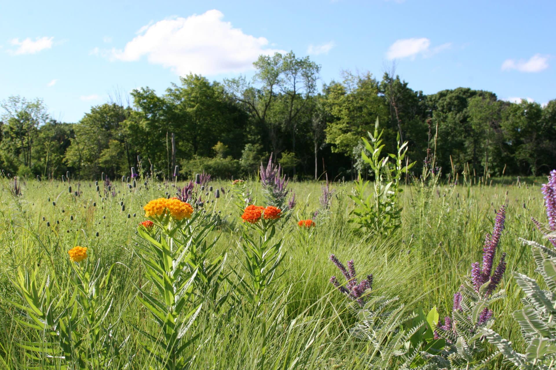 Projects - Tallgrass LC